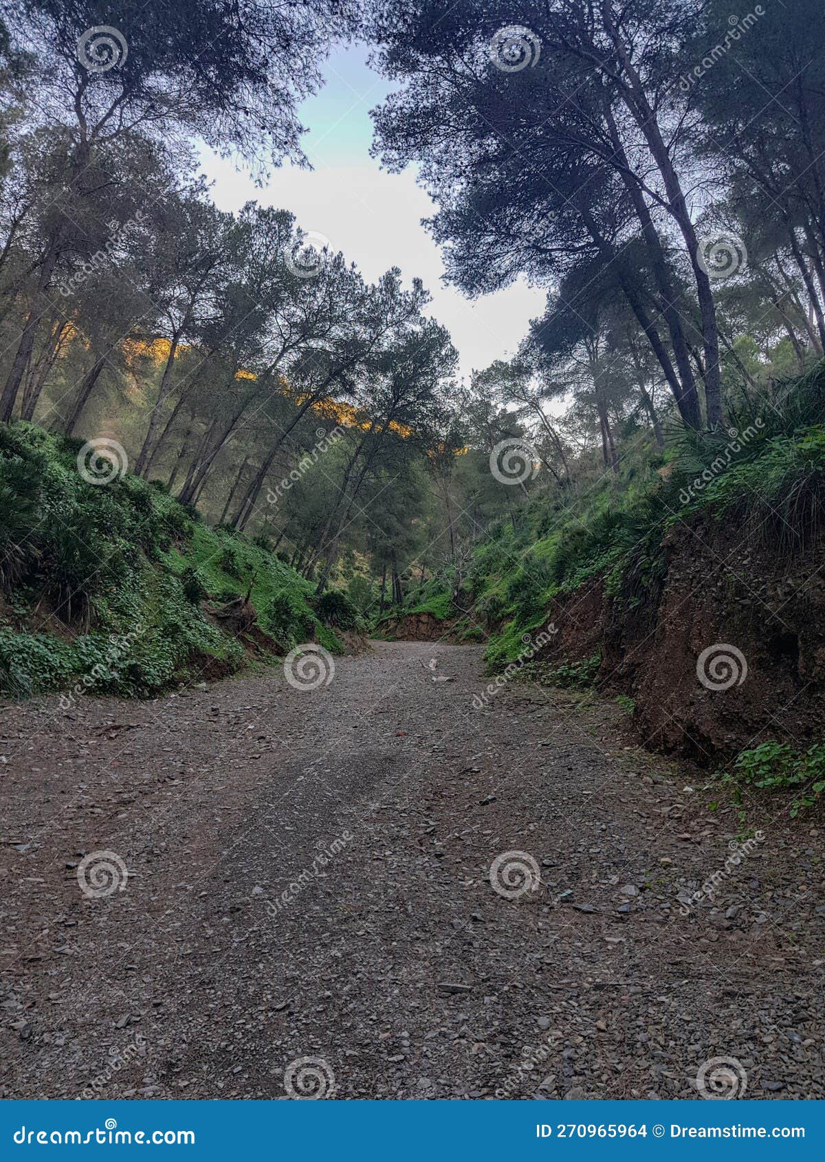 Traversing Nature Beauty Footpath through Original Pine Tree Forest ...