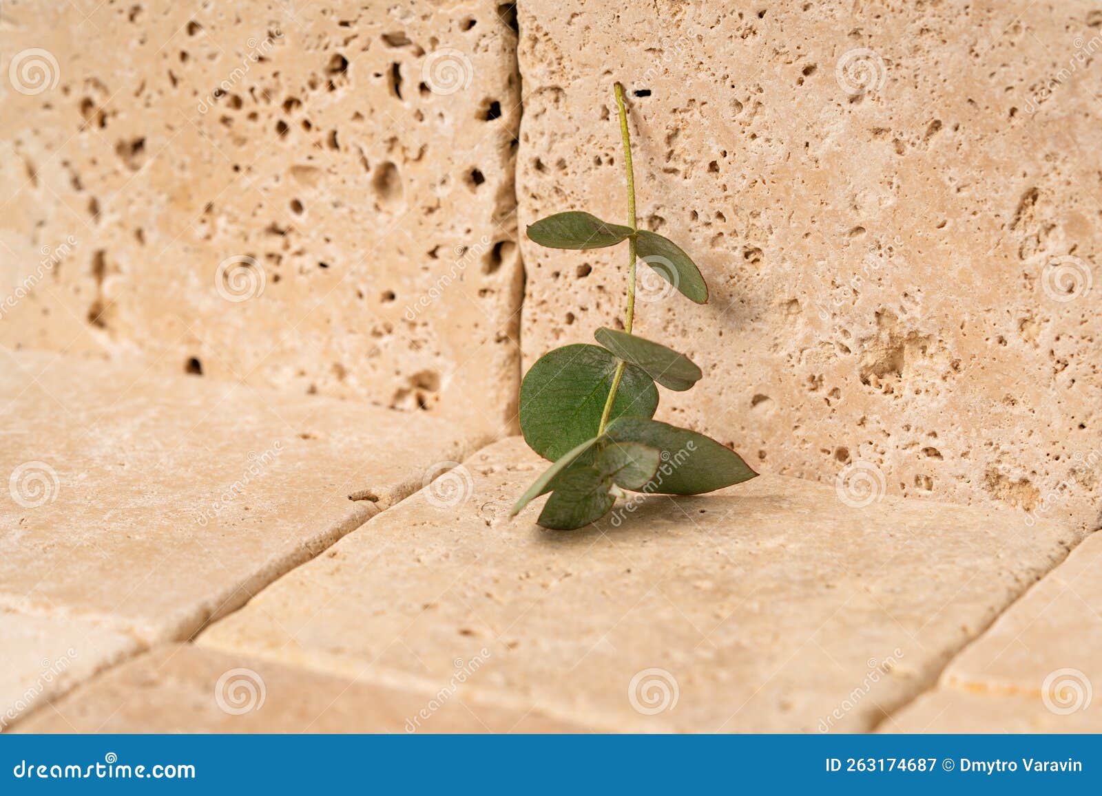 Travertine Tile Background with Eucalyptus Stock Image - Image of ...
