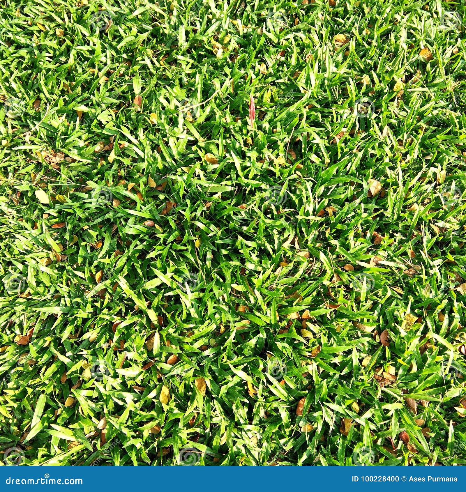Trawa zdjęcie stock. Obraz złożonej z trawy, tło, tekstura - 100228400