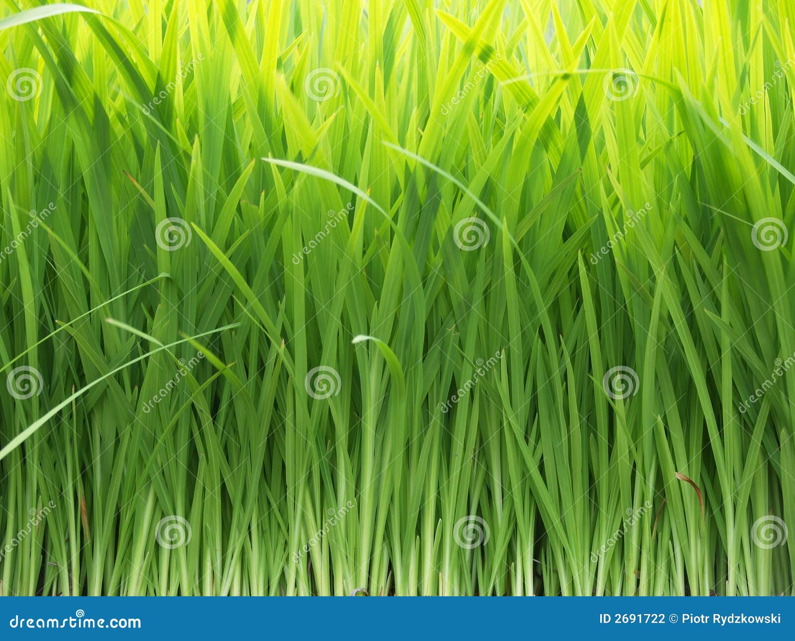 Trawa zdjęcie stock. Obraz złożonej z wielkanocny, sezon - 2691722