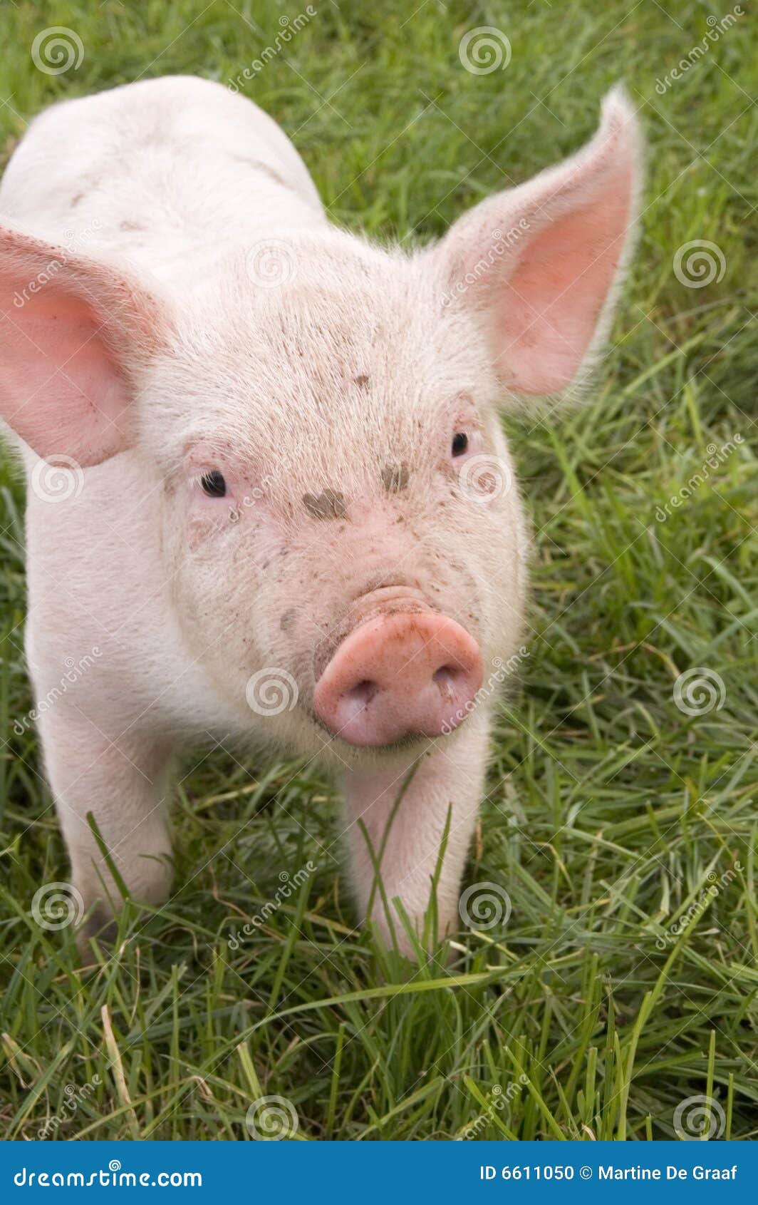 Trawa prosiaczek zdjęcie stock. Obraz złożonej z ciekawy - 6611050