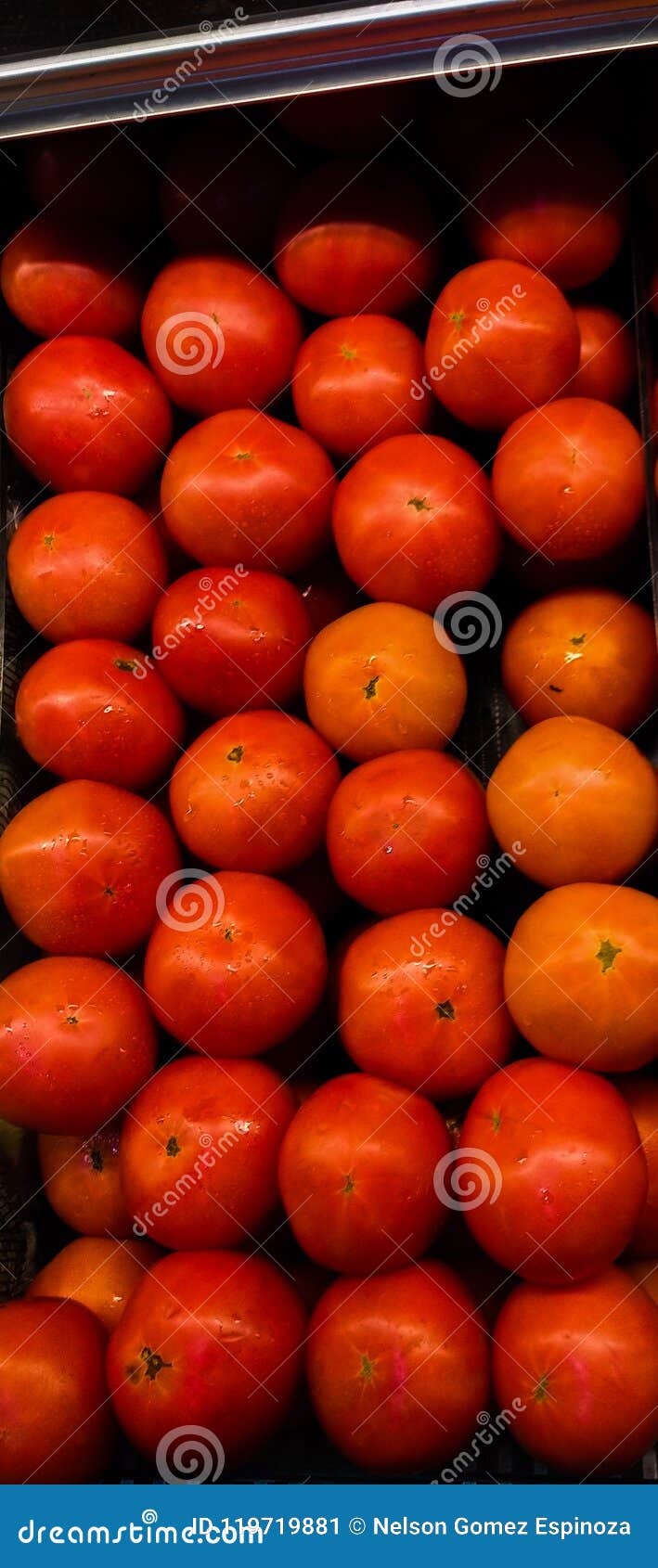 Apple tree tomato stock image. Image of tray, beautiful - 119719881