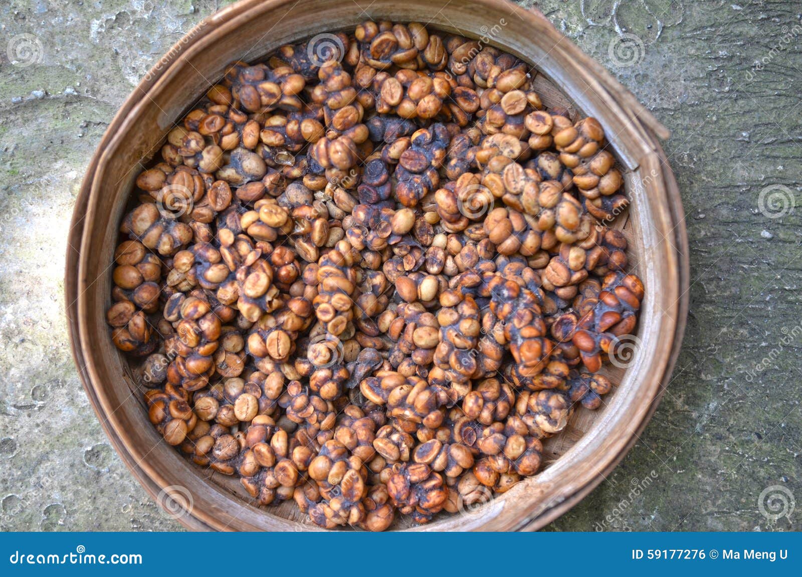 Tray of Luwak Poo Containing Digested Coffee Beans Stock Photo - Image ...