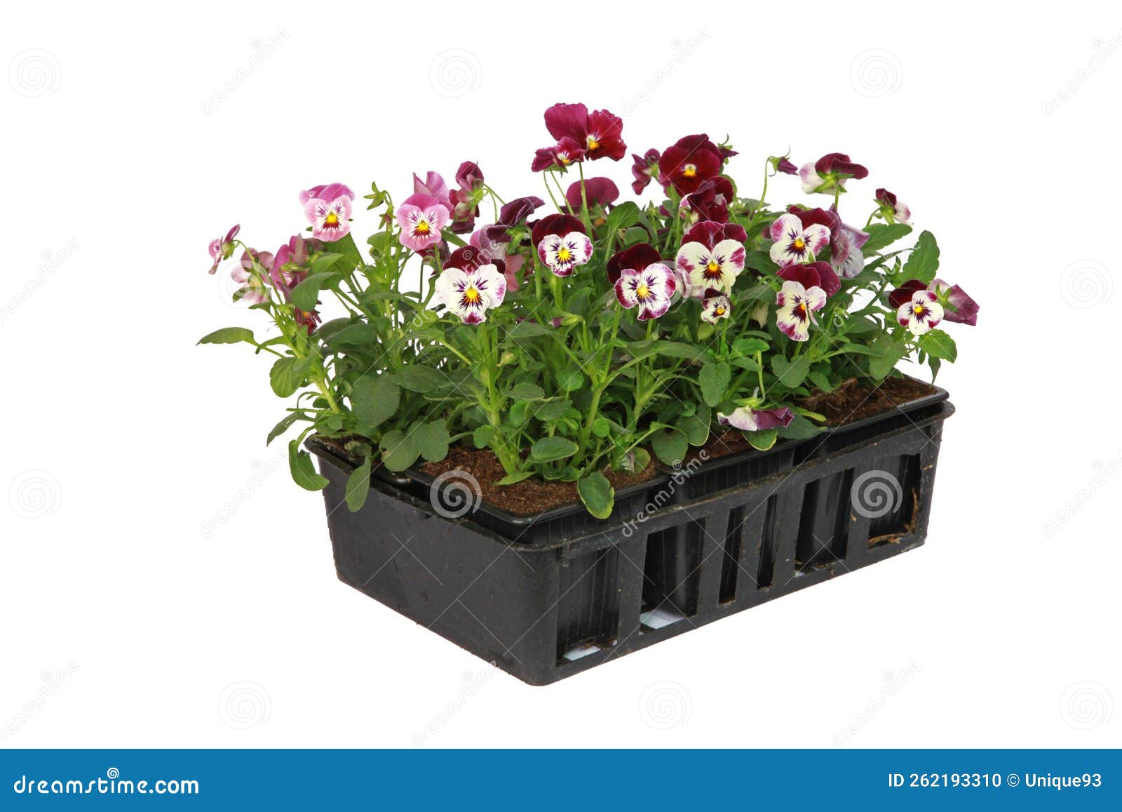 Tray of Pots of Viola Cornuta Stock Photo - Image of tray, gardening ...