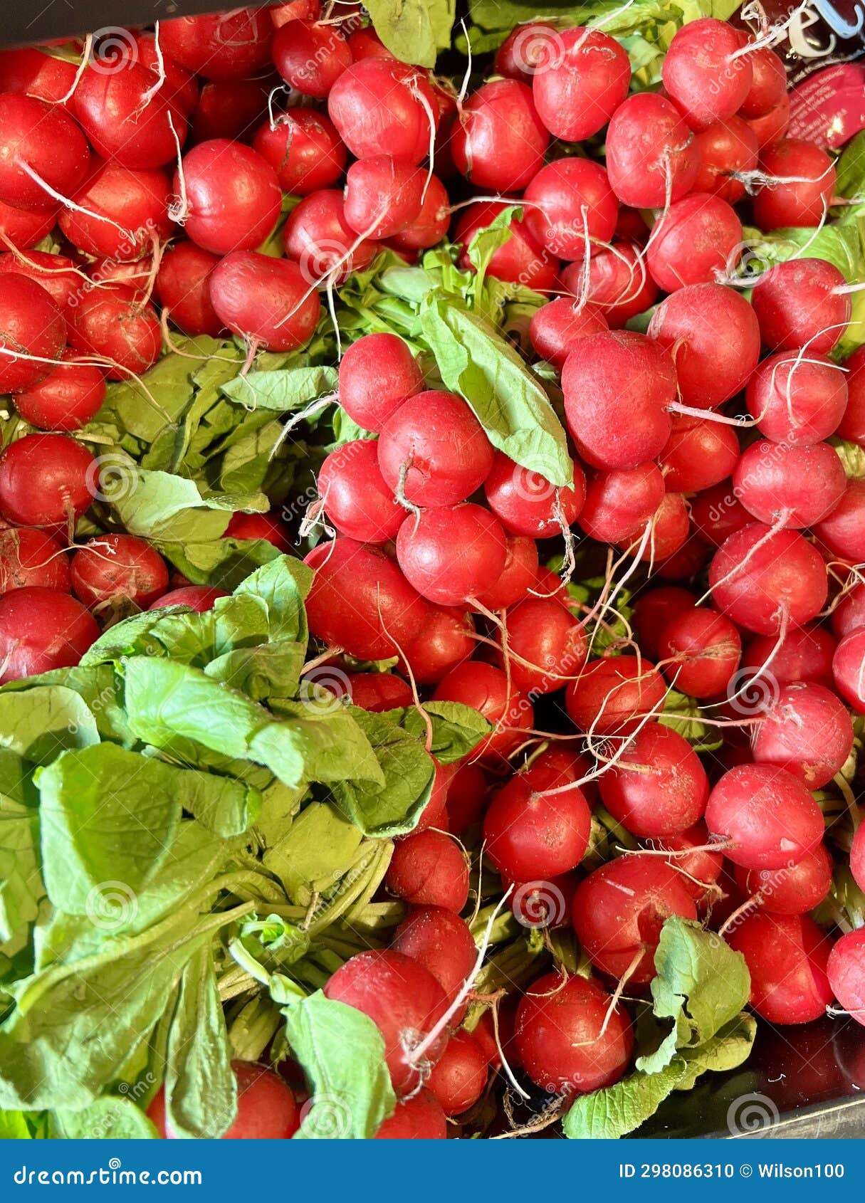 Radish stock photo. Image of plants, radish, market - 298086310