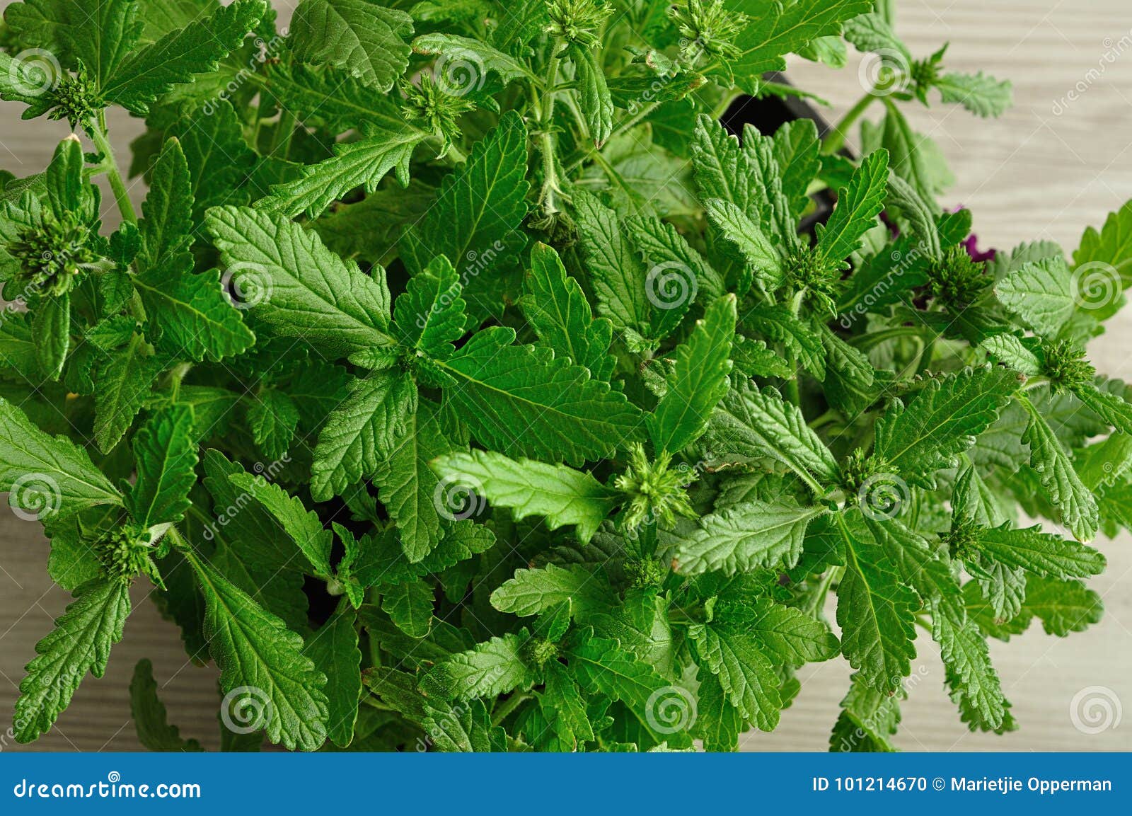 Tray of Verbena seedlings stock photo. Image of blossom - 101214670