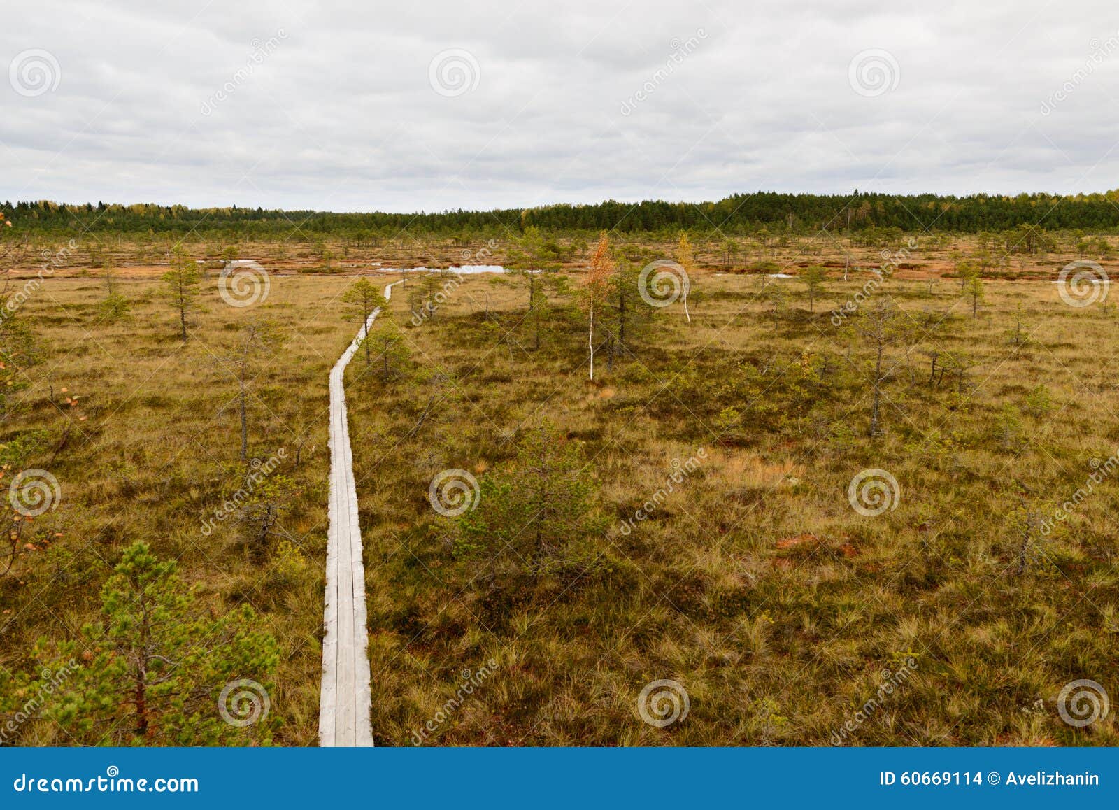 Trayectoria De Riisa En El Pantano De Sooma Foto de archivo - Imagen de ...