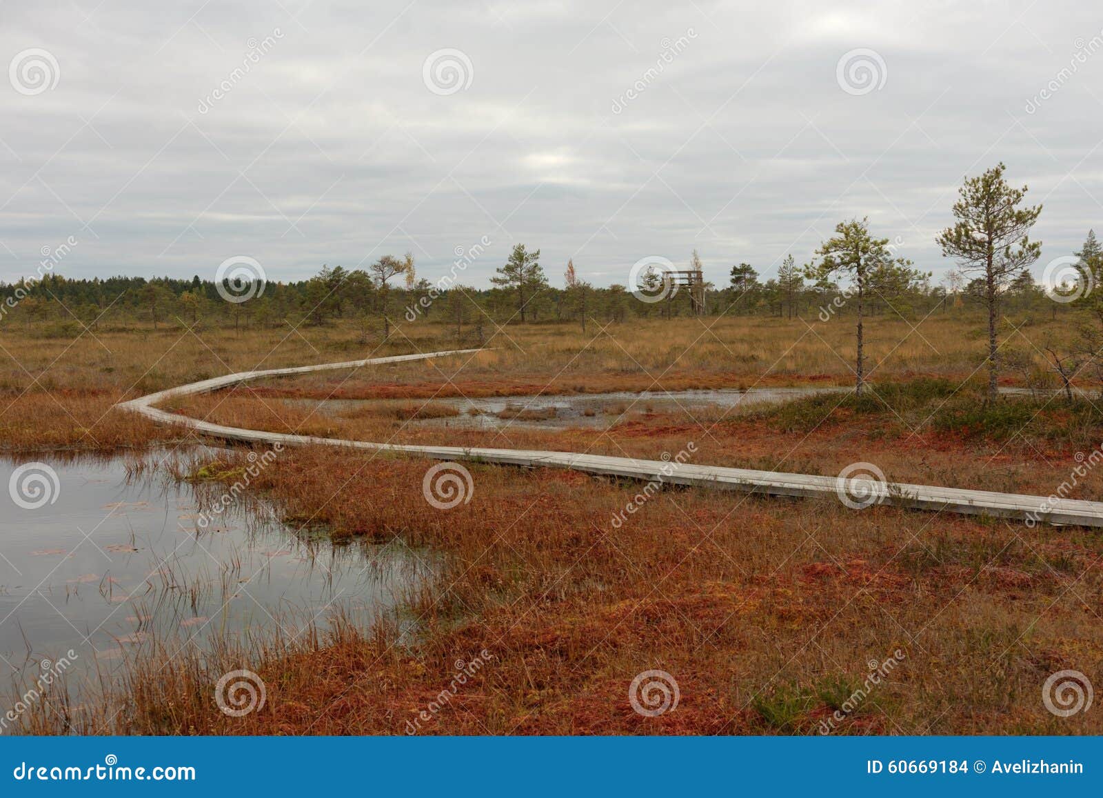 Trayectoria De Riisa En El Pantano De Sooma Foto de archivo - Imagen de ...