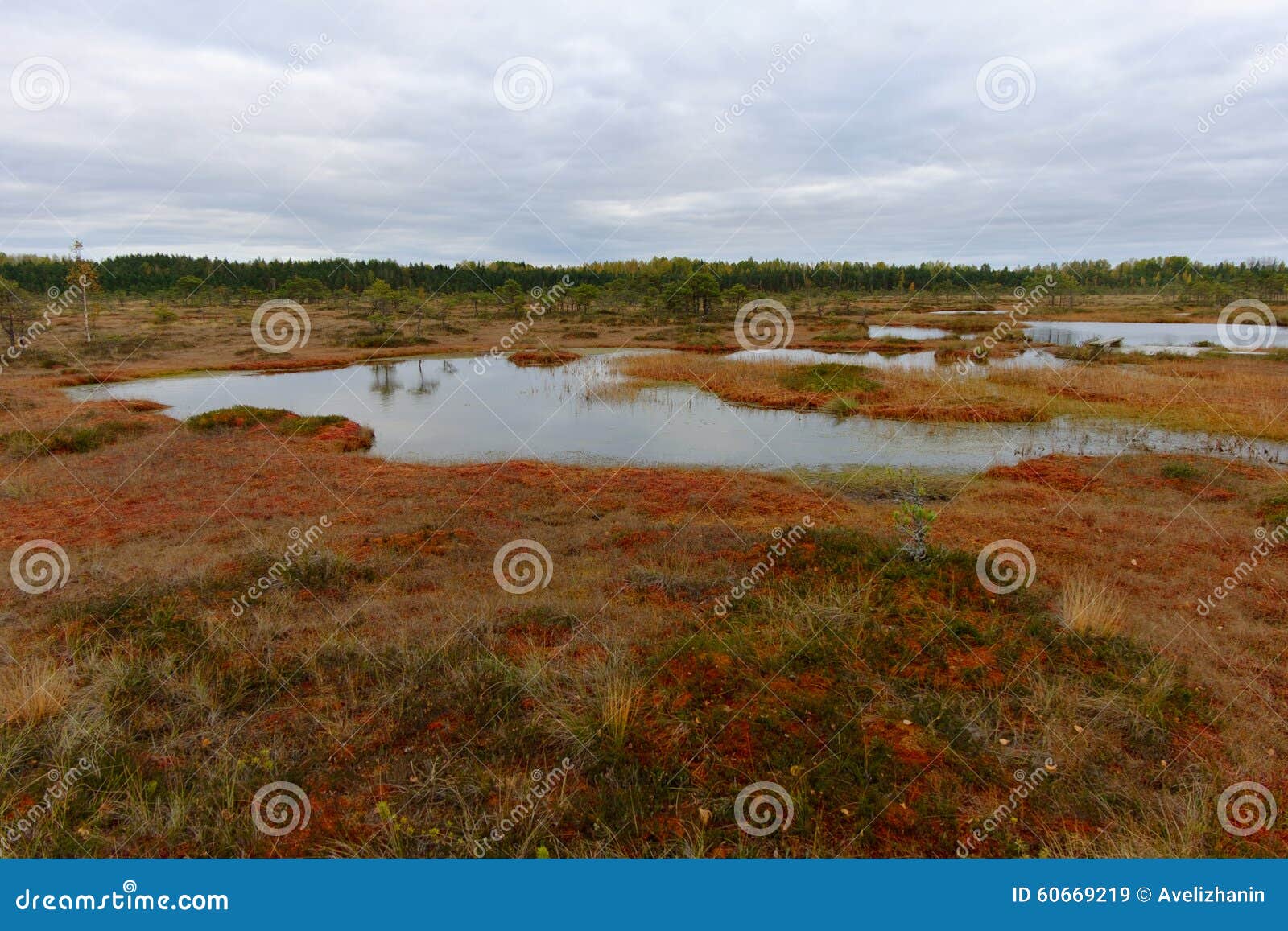 Trayectoria De Riisa En El Pantano De Sooma Imagen de archivo - Imagen ...