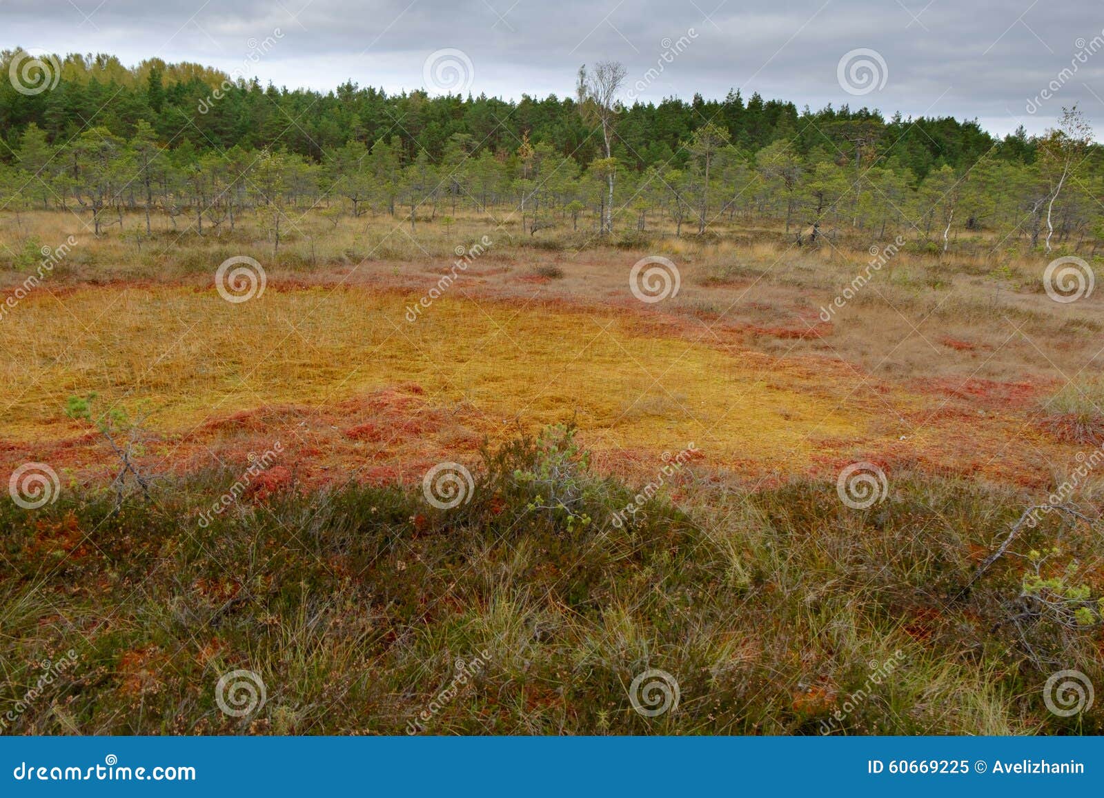 Trayectoria De Riisa En El Pantano De Sooma Imagen de archivo - Imagen ...