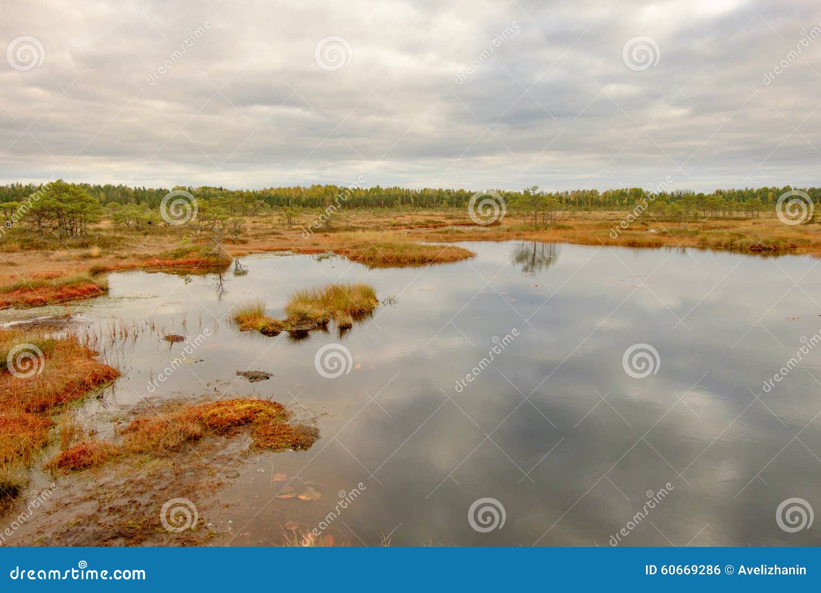 Trayectoria De Riisa En El Pantano De Sooma Foto de archivo - Imagen de ...