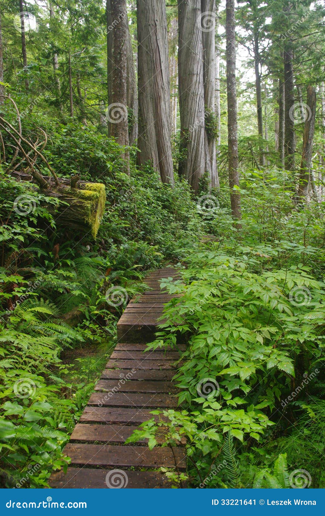 Trayectoria En Selva Tropical Templada Imagen de archivo - Imagen de ...
