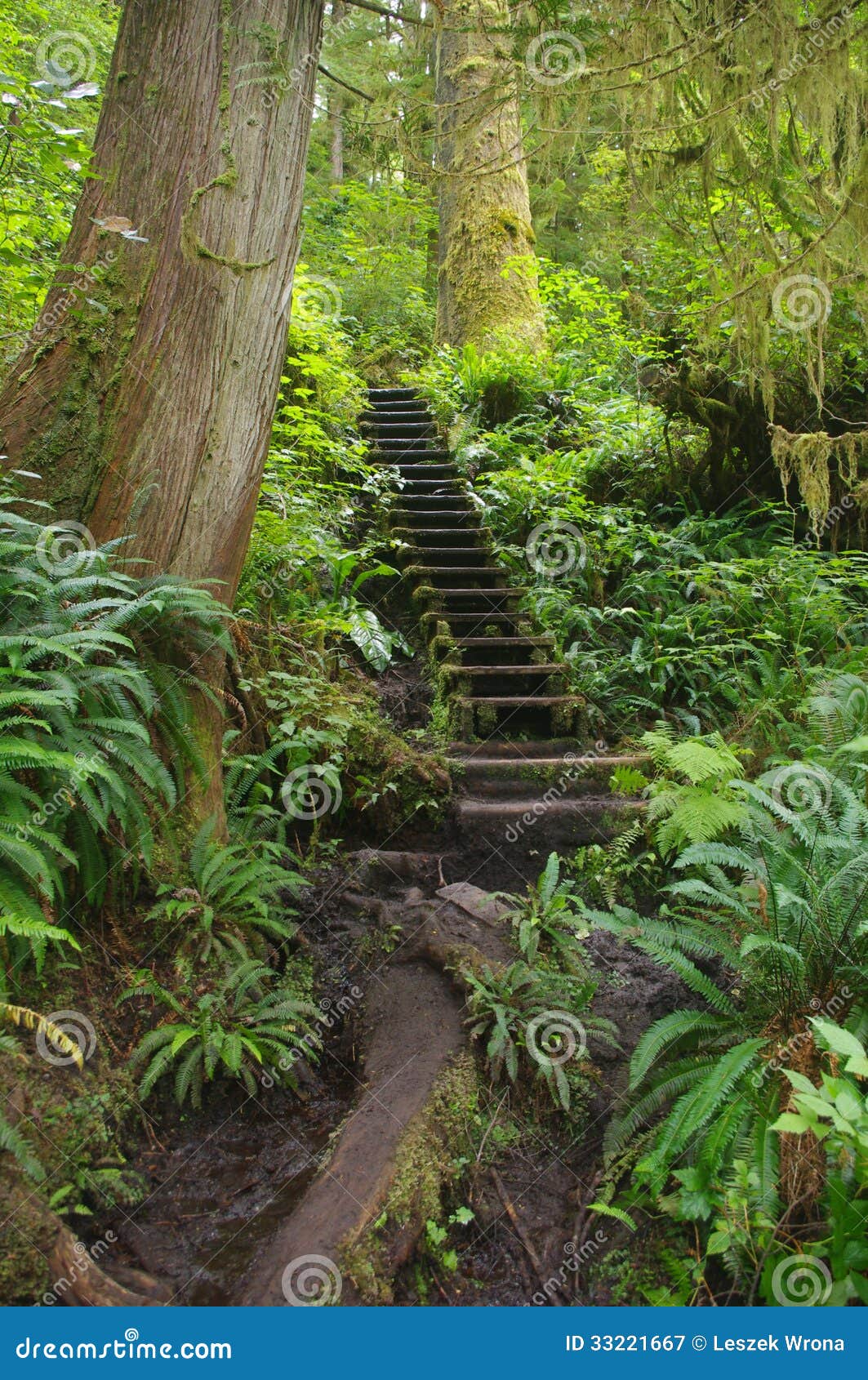 Trayectoria En Selva Tropical Templada Imagen de archivo - Imagen de ...