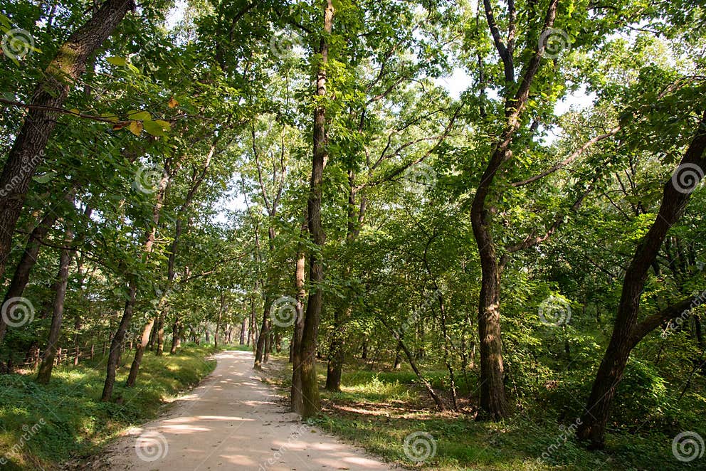 Trayectoria en un foreset foto de archivo. Imagen de cubo - 46663712