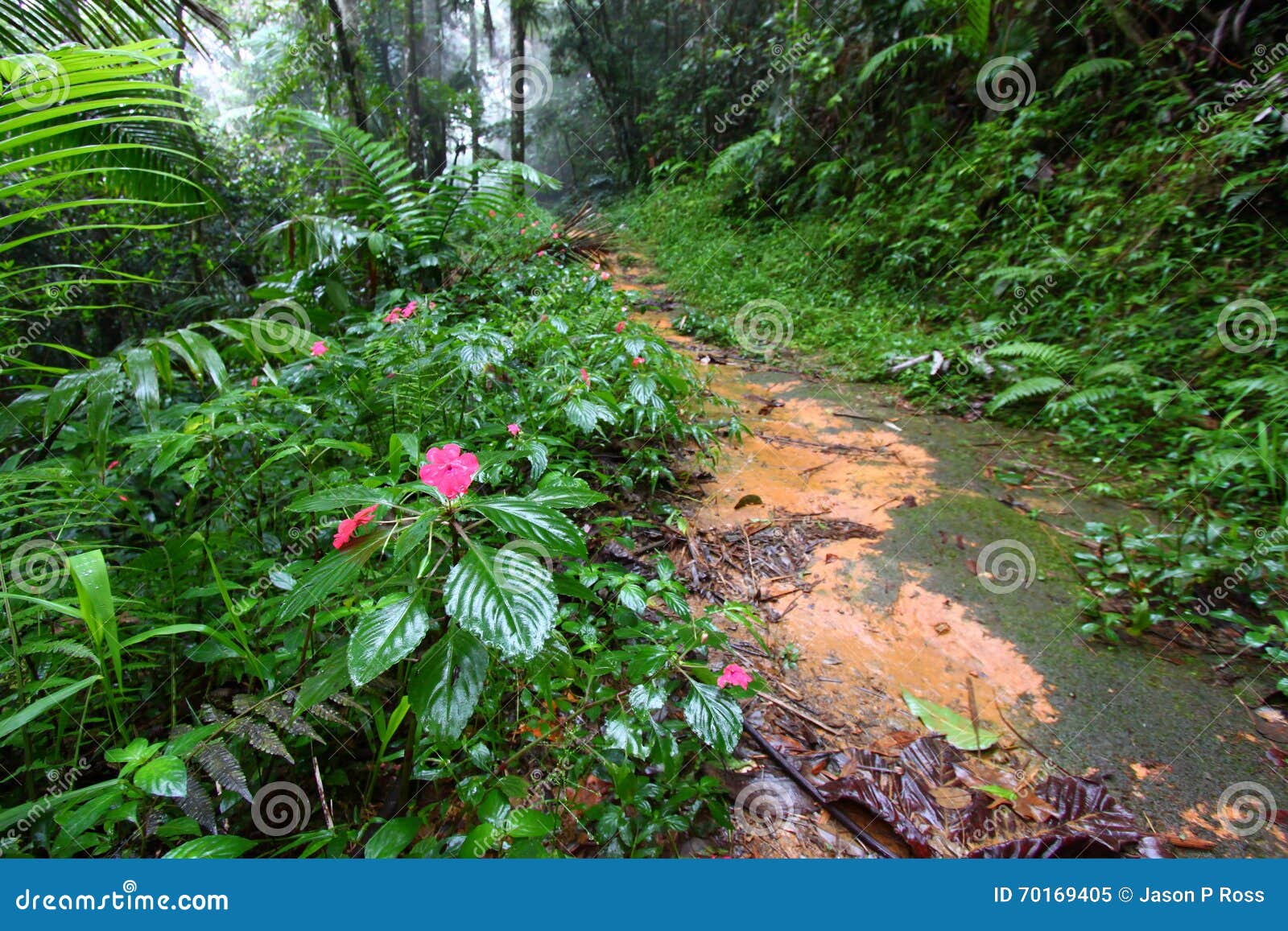 Trayectoria Puerto Rico De La Selva Tropical Imagen de archivo - Imagen ...