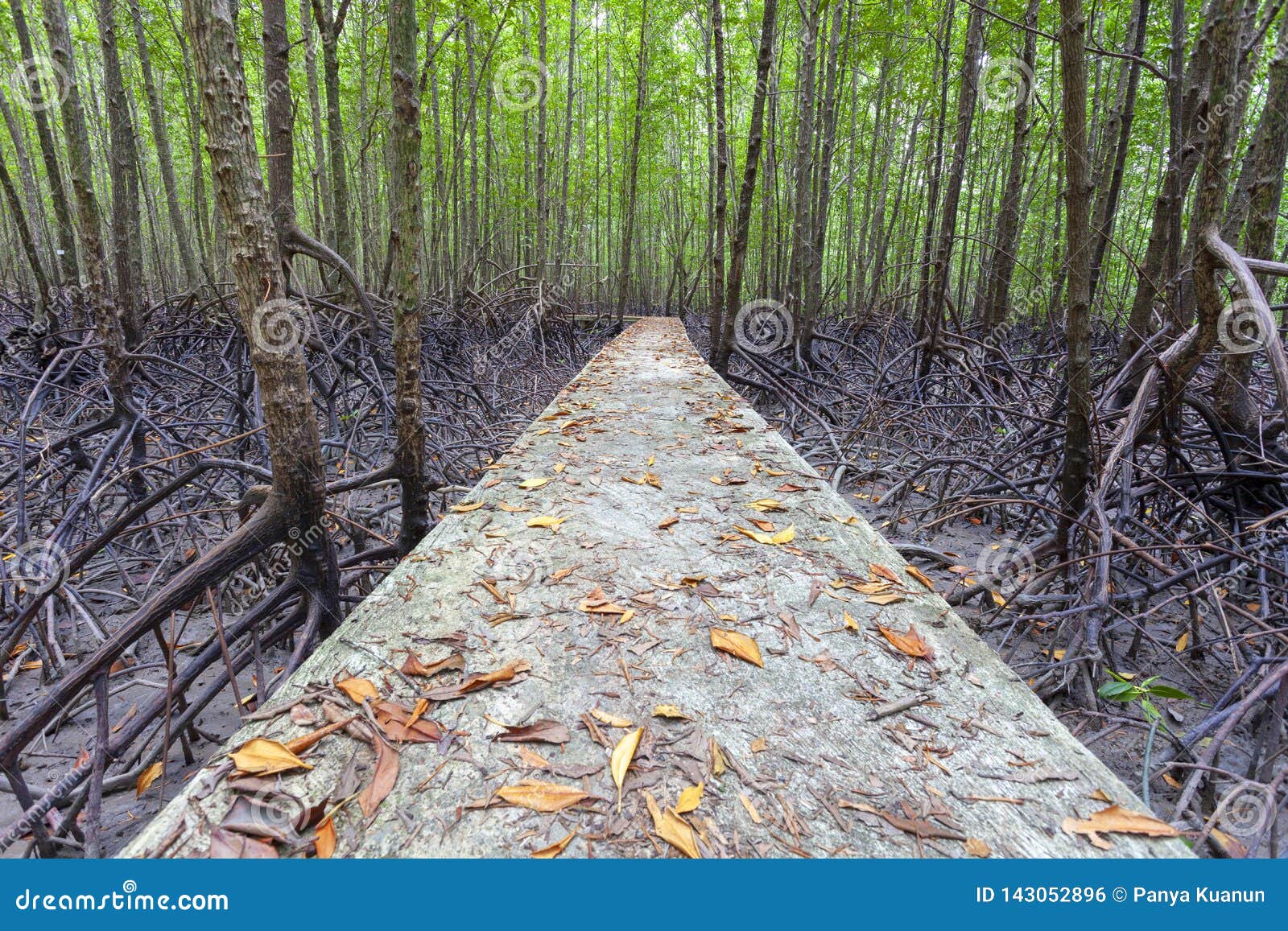 Trayectoria Que Camina a Través En El Bosque Del Mangle Foto de archivo - Imagen de parque ...