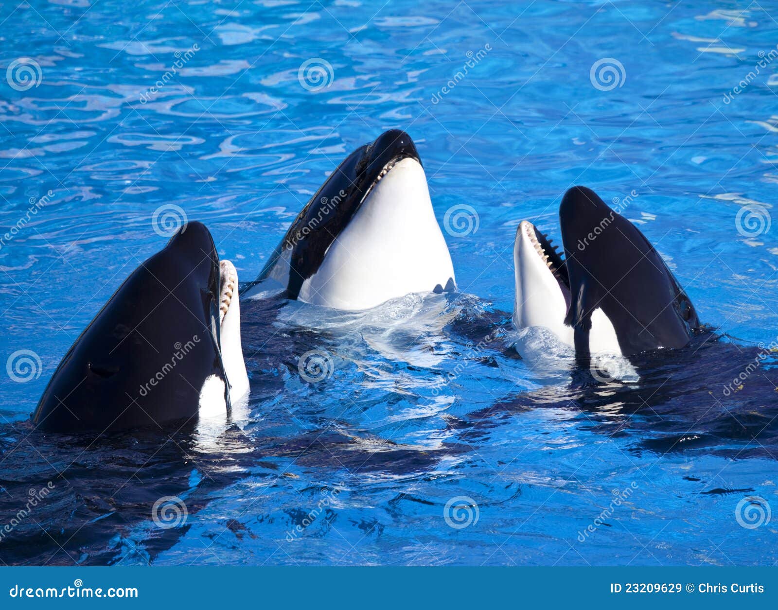 Tre Balene Di Assassino Dell'orca Immagine Stock - Immagine di ...