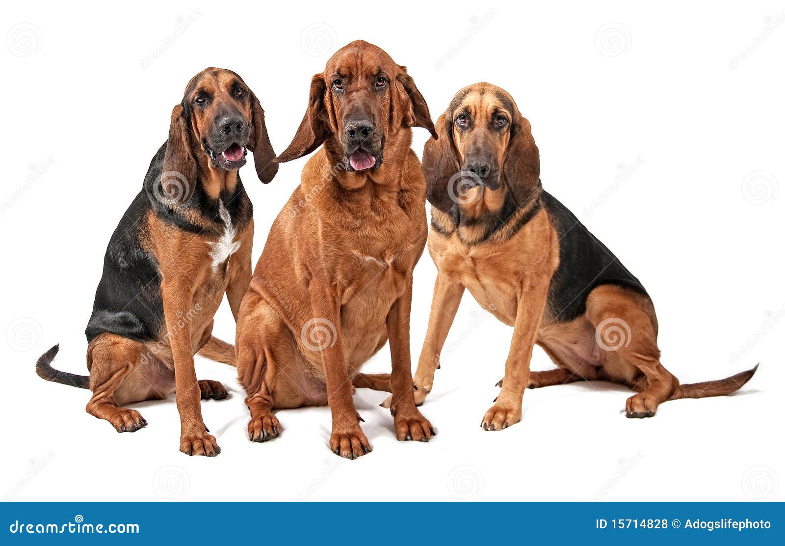 Tre Cani Del Segugio Isolati Su Bianco Fotografia Stock - Immagine di ...