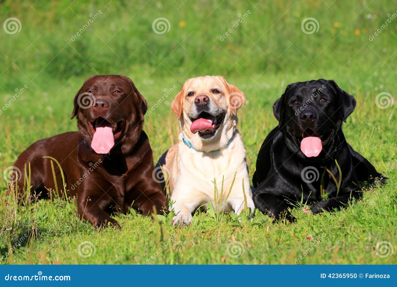 Tre Cani Di Labrador Retriever Sull'erba Fotografia Stock - Immagine di ...