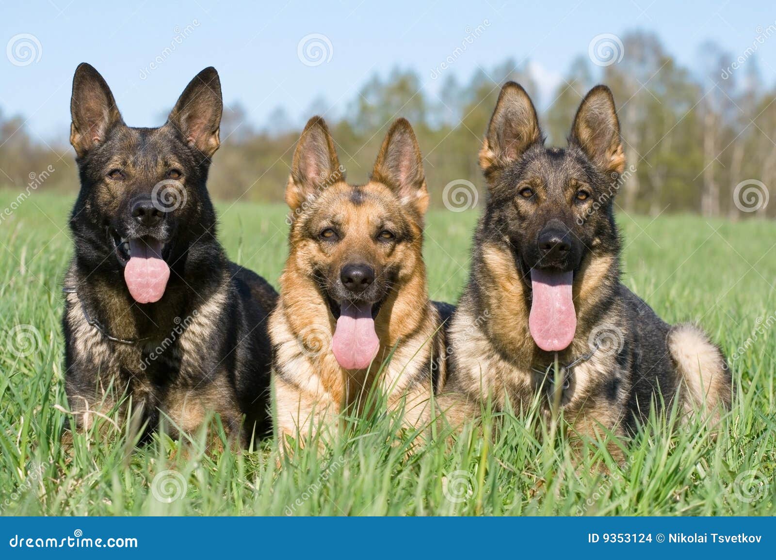 Tre cani pastore tedeschi fotografia stock. Immagine di attraente - 9353124