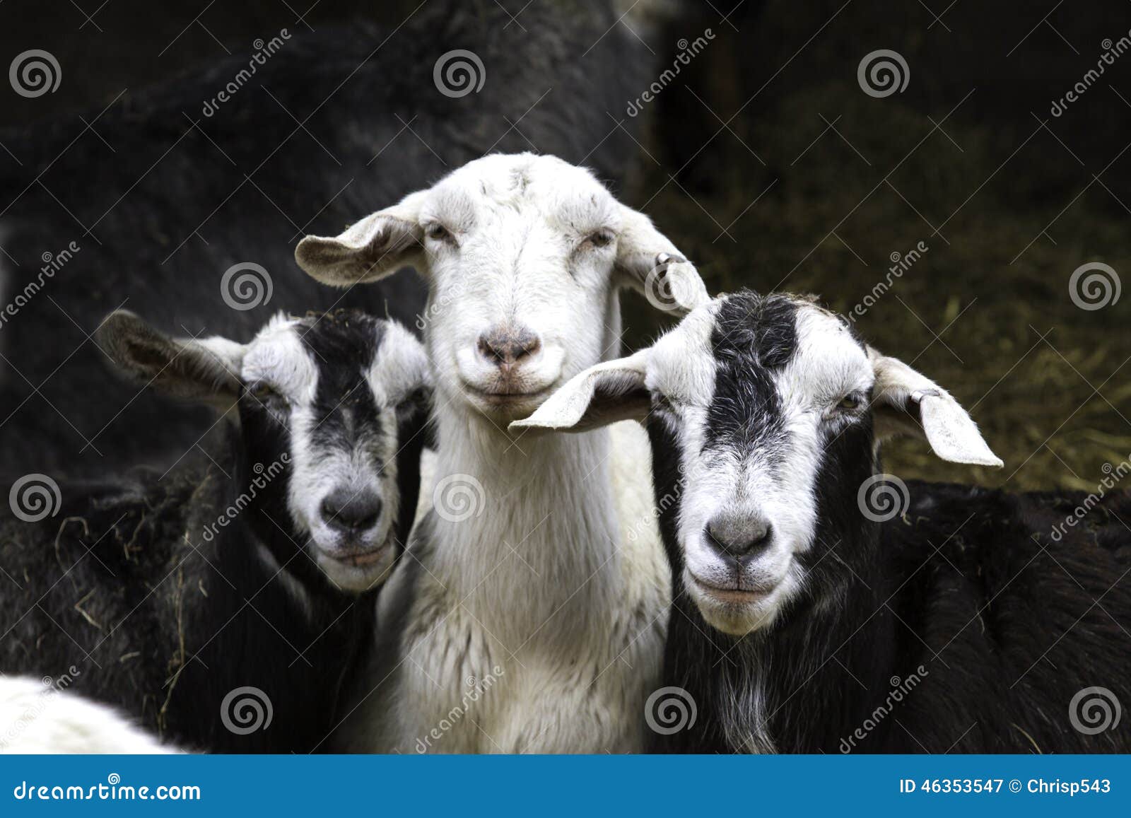 Tre capre immagine stock. Immagine di animali, razza - 46353547