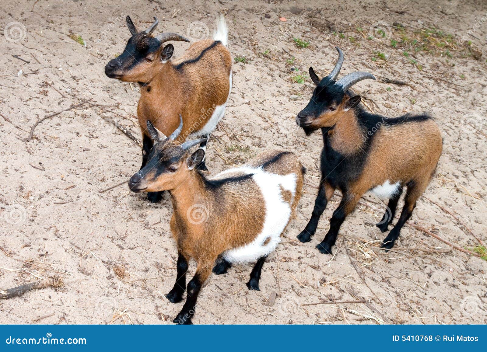 Tre capre curiose fotografia stock. Immagine di ambiente - 5410768