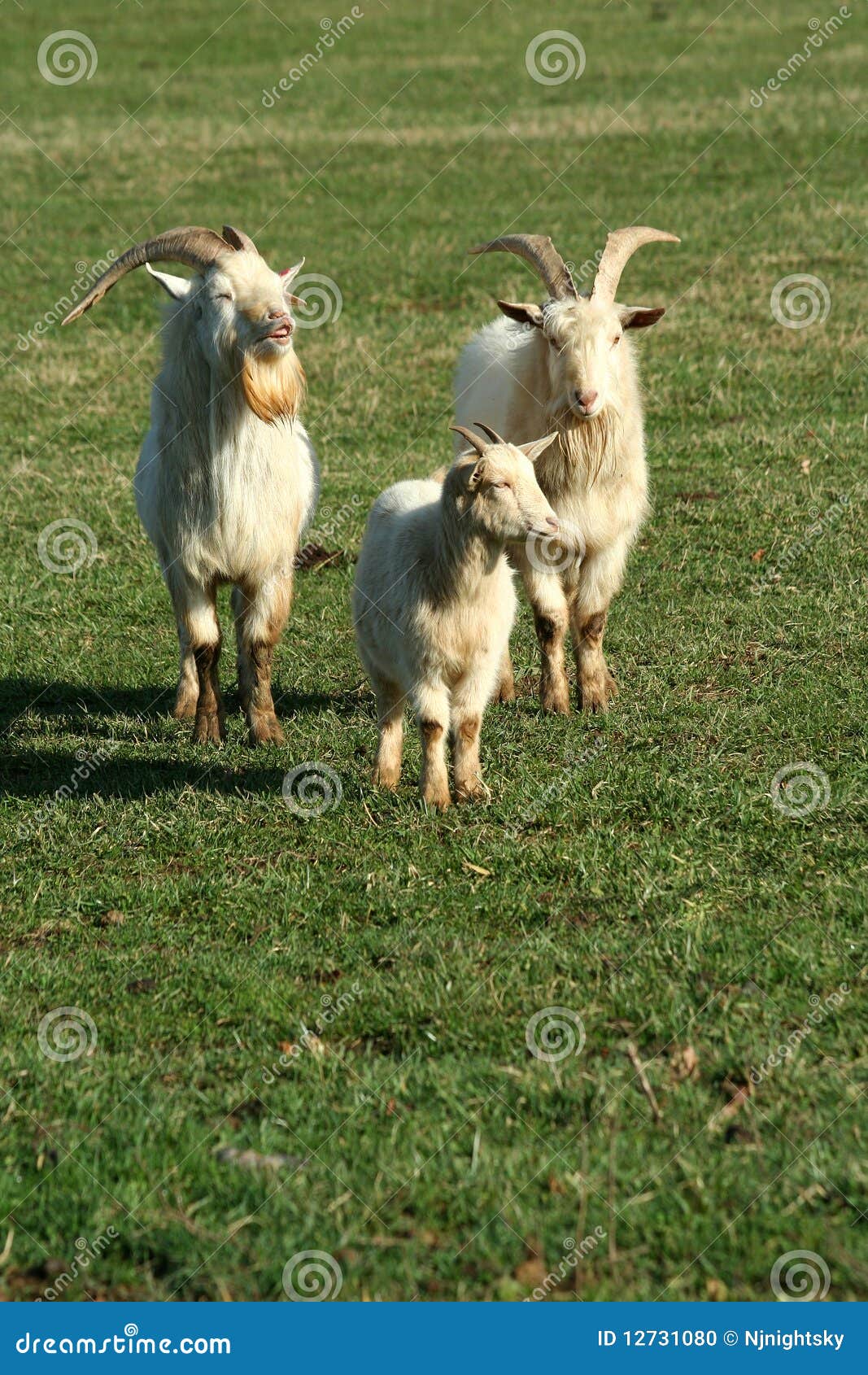 Tre capre in un campo fotografia stock. Immagine di animale - 12731080