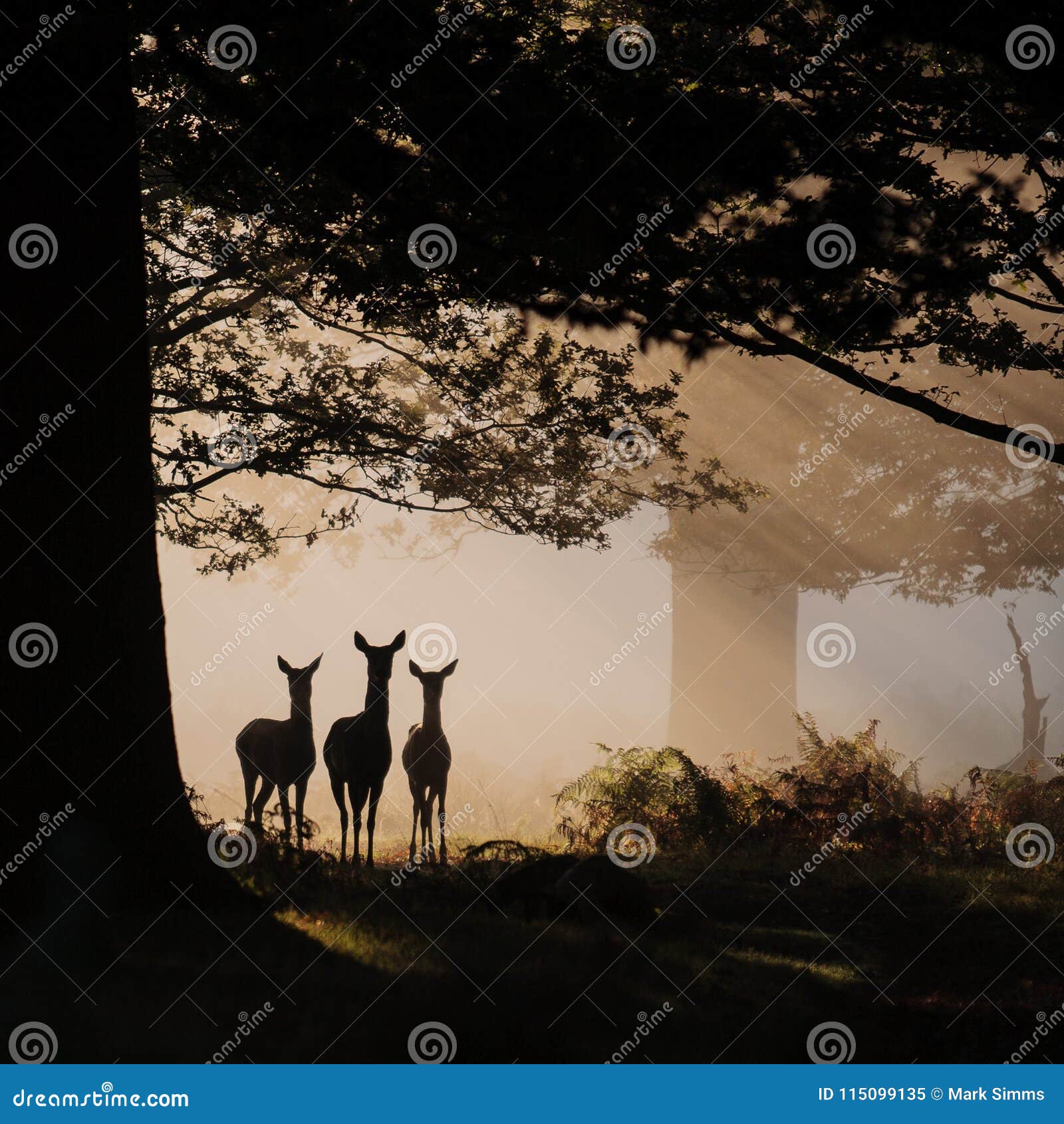 Tre cervi in siluetta immagine stock. Immagine di protezione - 115099135