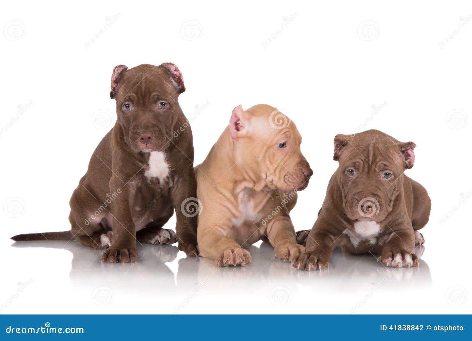 Tre Cuccioli Del Pitbull Con Le Orecchie Tagliate Fotografia Stock ...