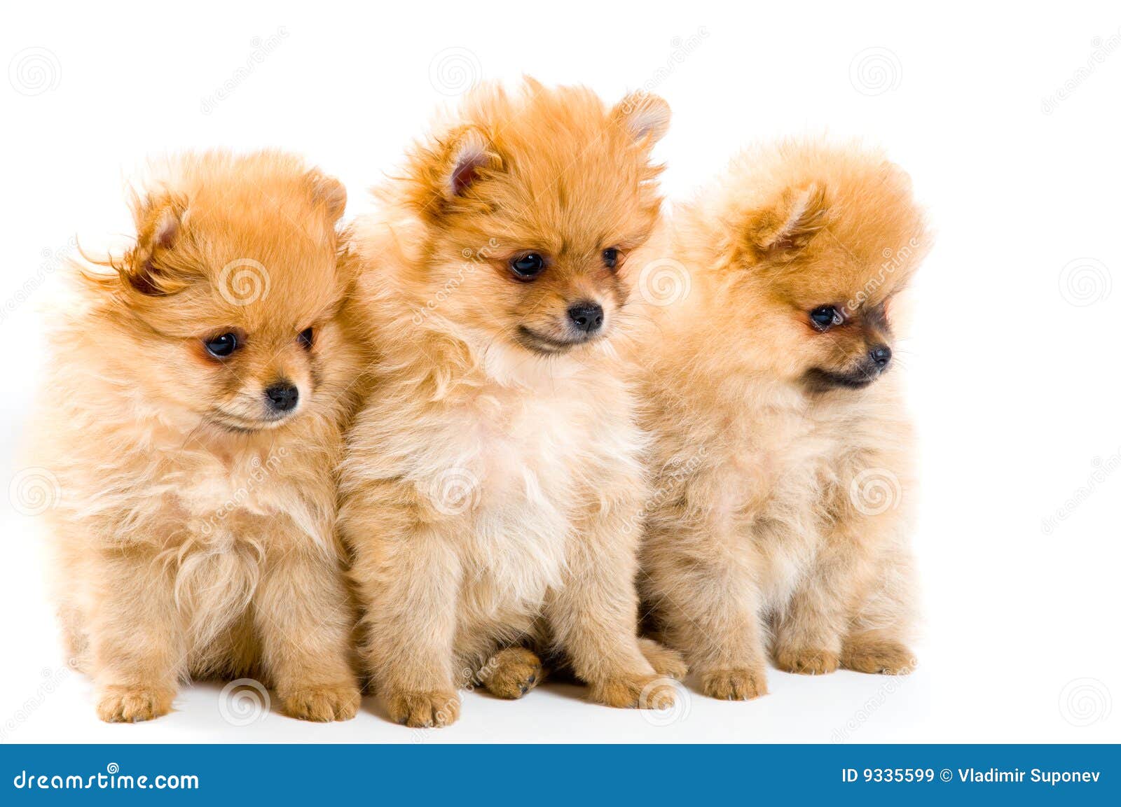 Tre Cuccioli Del Spitz-cane Immagine Stock - Immagine di pomeridiano ...