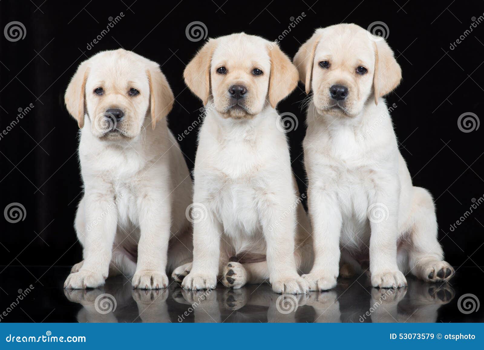 Tre Cuccioli Gialli Di Labrador Sul Nero Immagine Stock - Immagine di ...