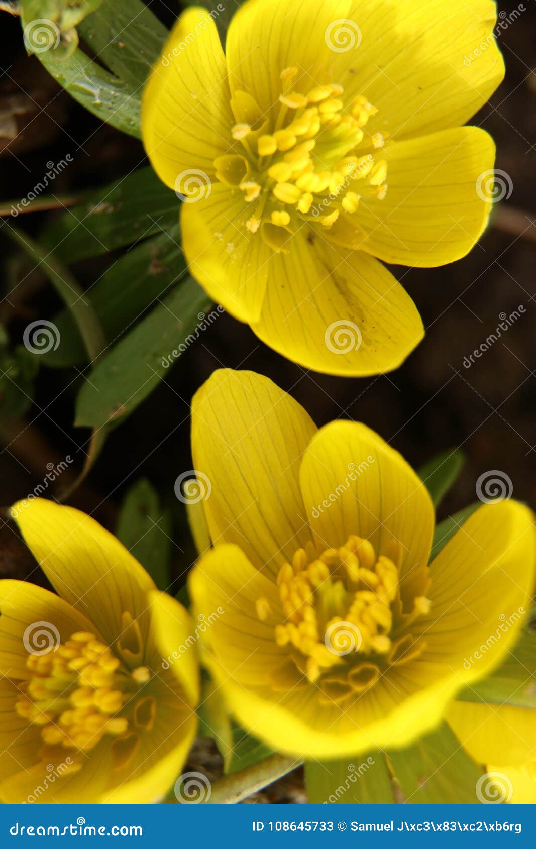 Tre Fiori Gialli in Un Giardino Immagine Stock - Immagine di giardino ...