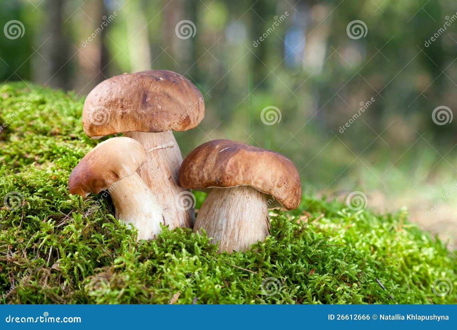 Tre funghi fotografia stock. Immagine di verde, insieme - 26612666