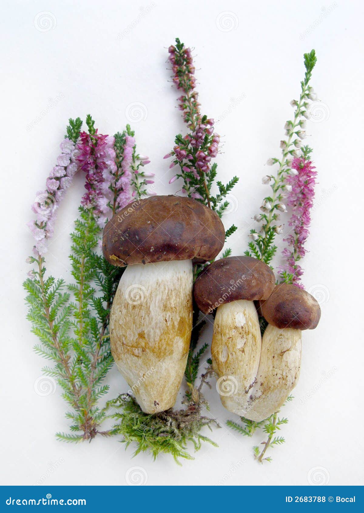 Tre funghi fotografia stock. Immagine di viola, foresta - 2683788