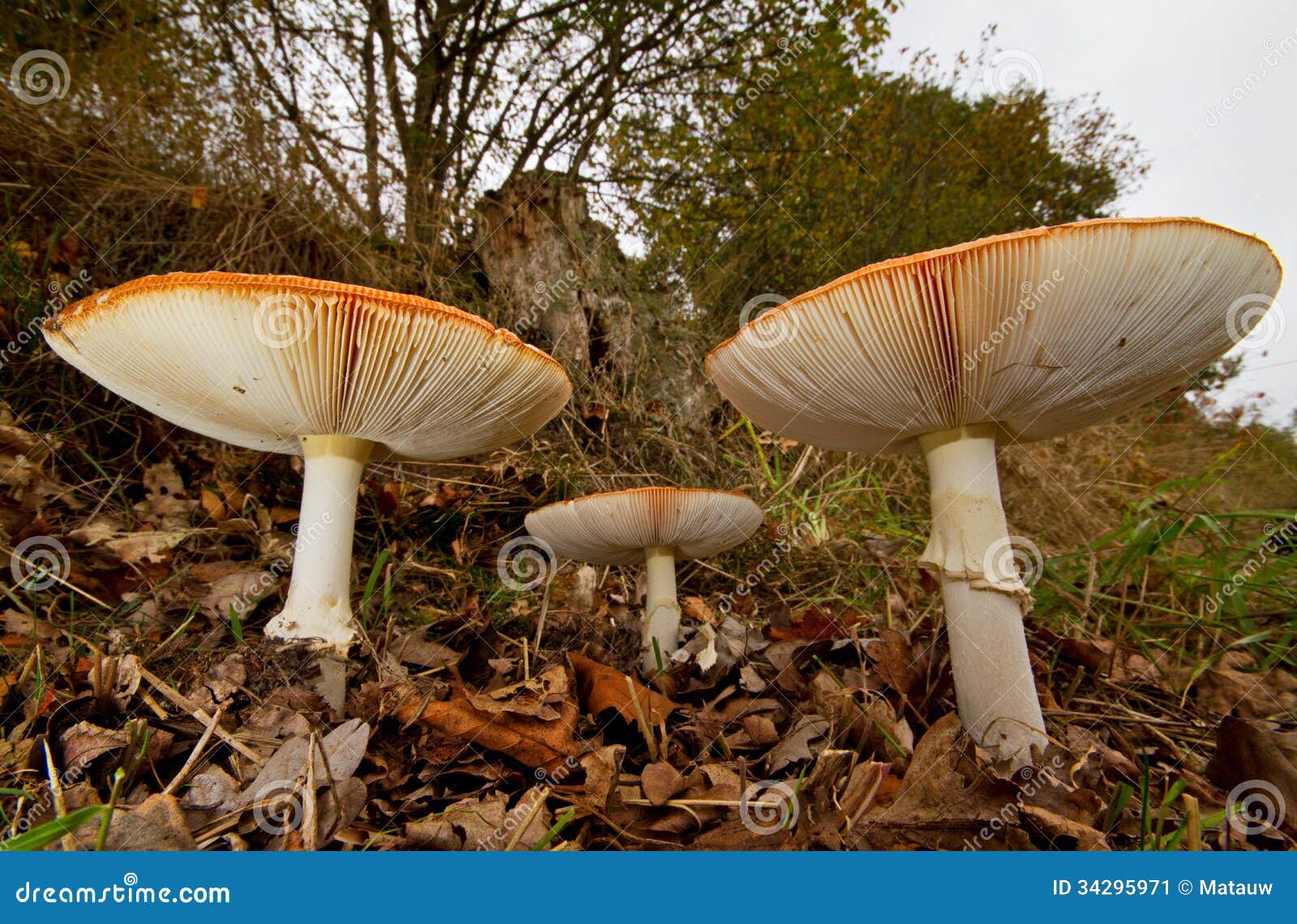Tre Funghi Dell'agarico Di Mosca Immagine Stock - Immagine di ...