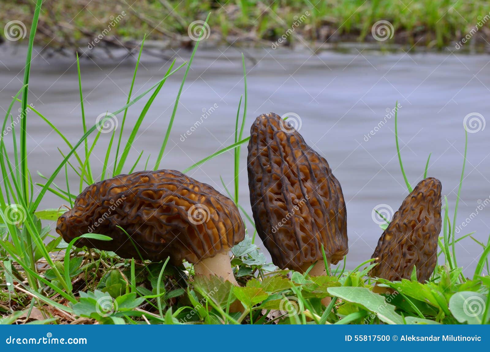 Tre Funghi Di Conica Della Morchella Fotografia Stock - Immagine di ...