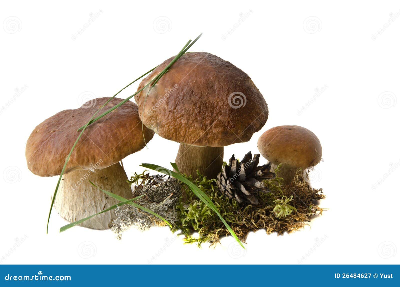 Tre Funghi Edulis Del Boletus Immagine Stock - Immagine di marrone ...