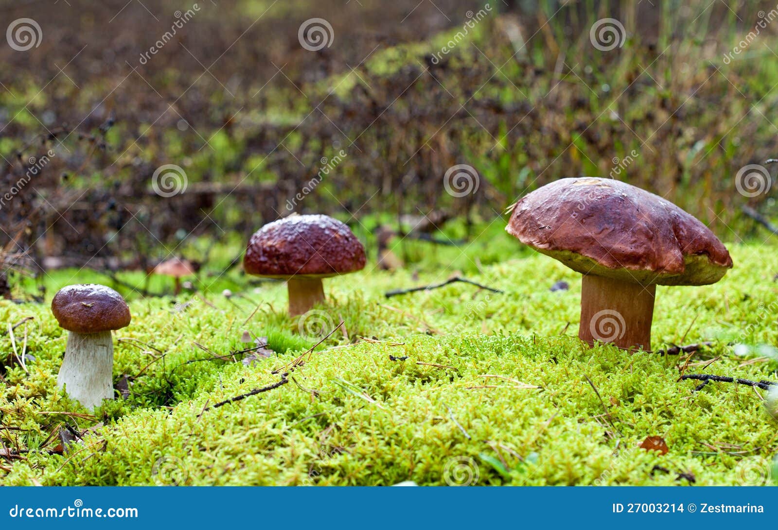 Tre Funghi Perfetti Che Crescono Nella Foresta Fotografia Stock ...