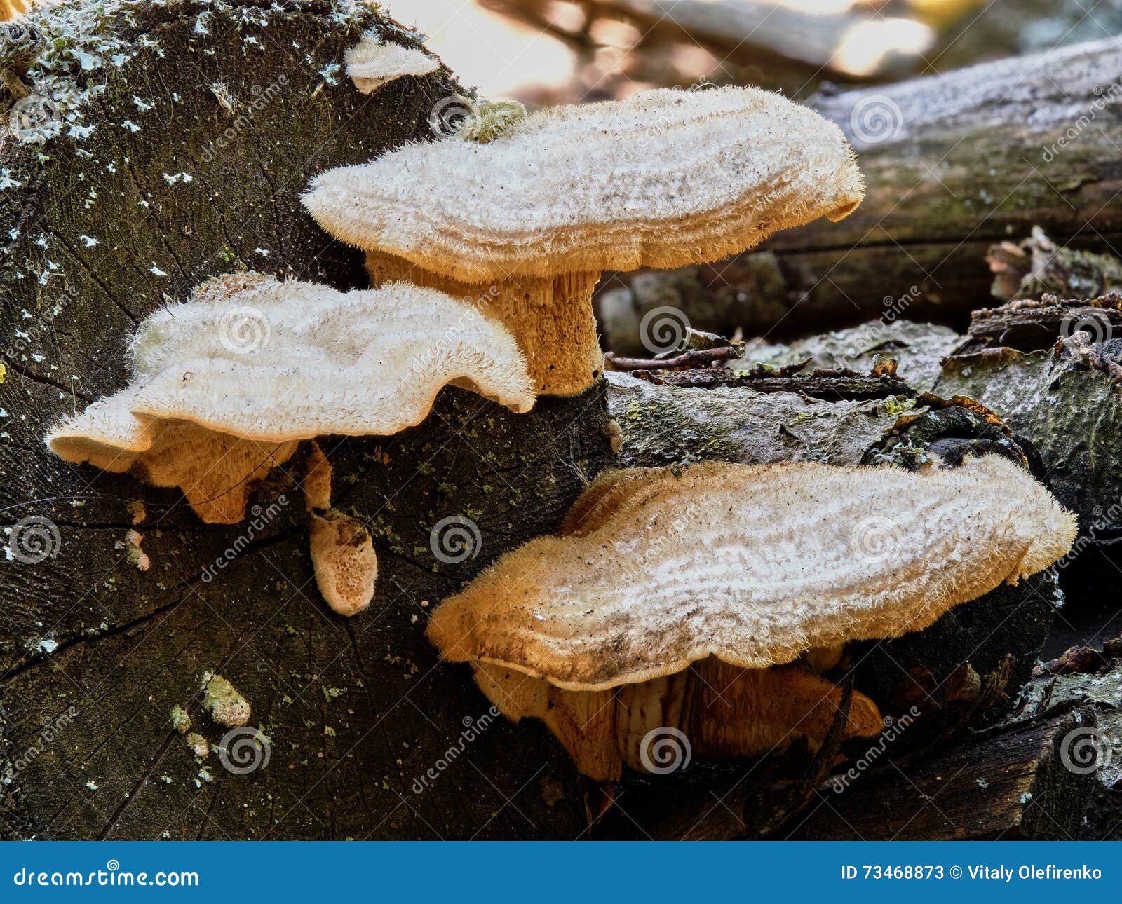 Tre funghi su un ceppo immagine stock. Immagine di sporco - 73468873