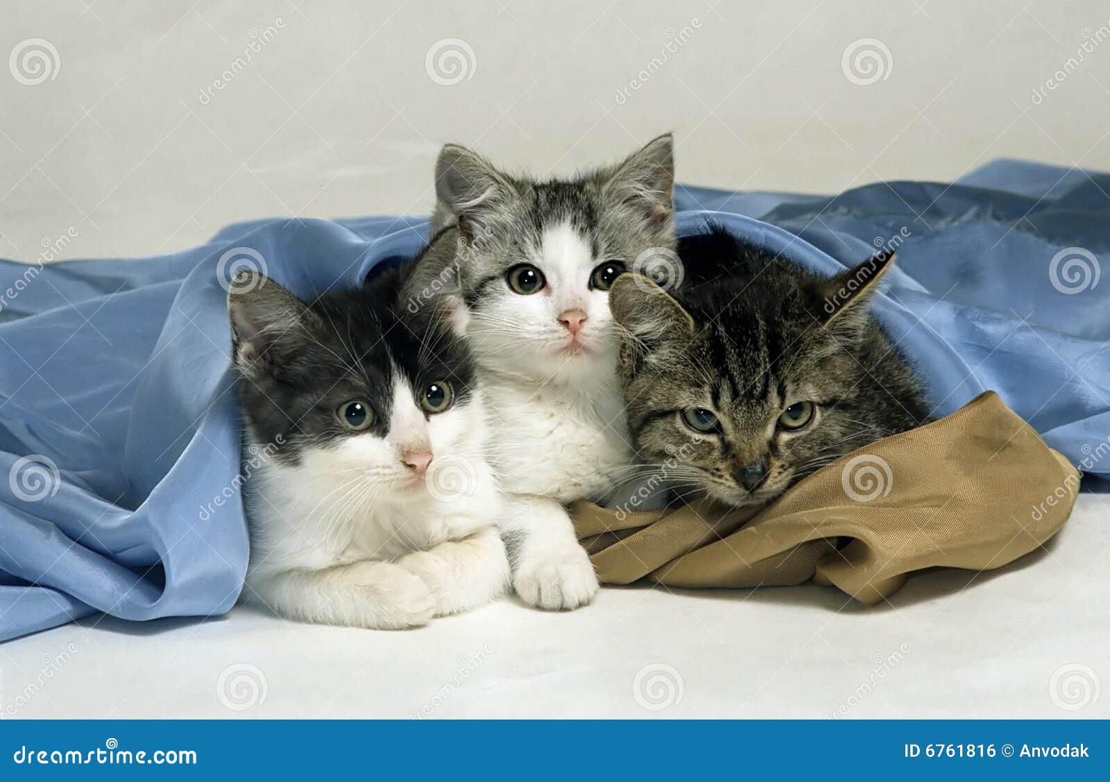 Tre gatti fotografia stock. Immagine di affascinare, sputare - 6761816