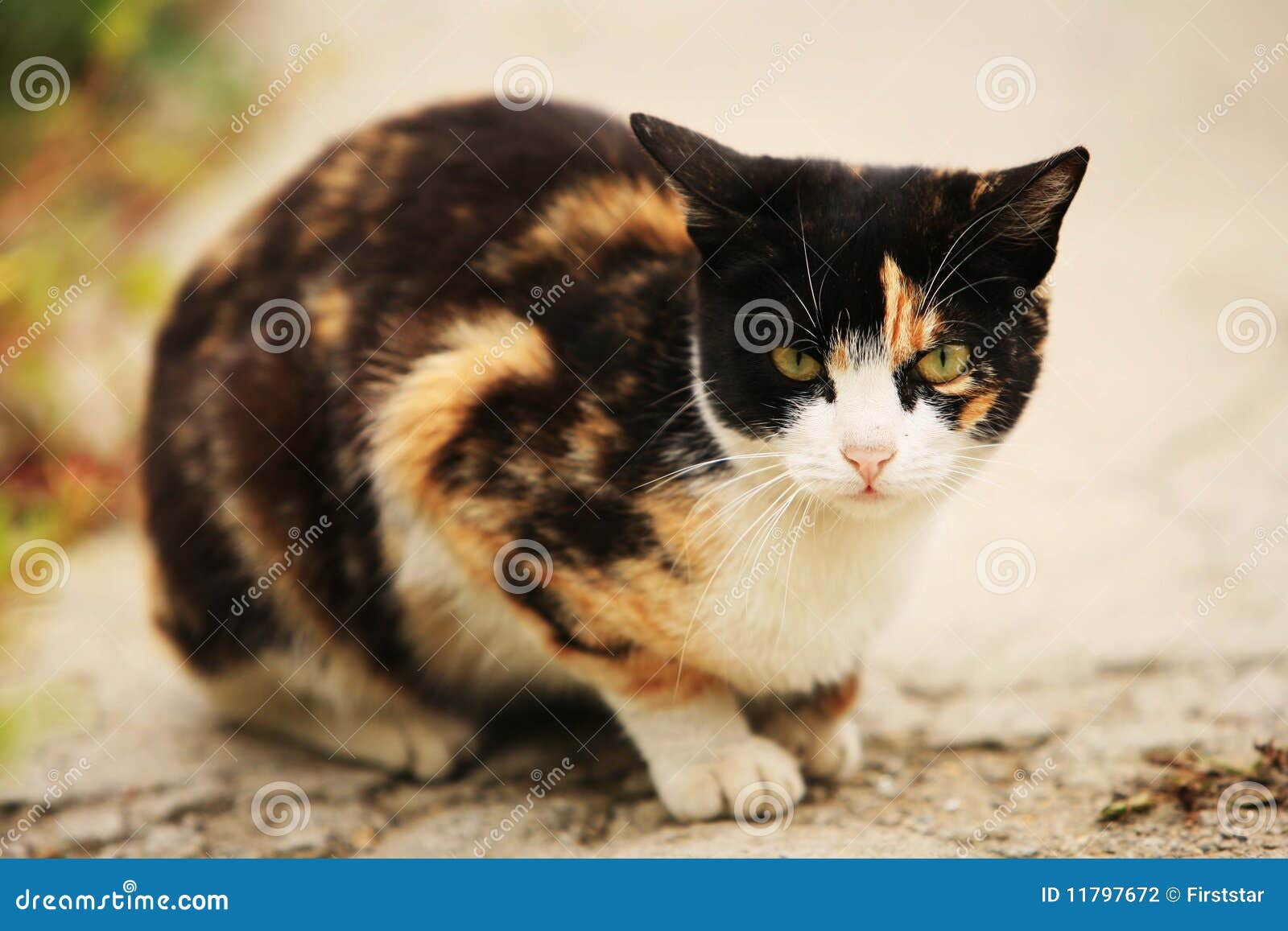 Tre Gatti Fortunati Di Colore Fotografia Stock - Immagine di gatti ...