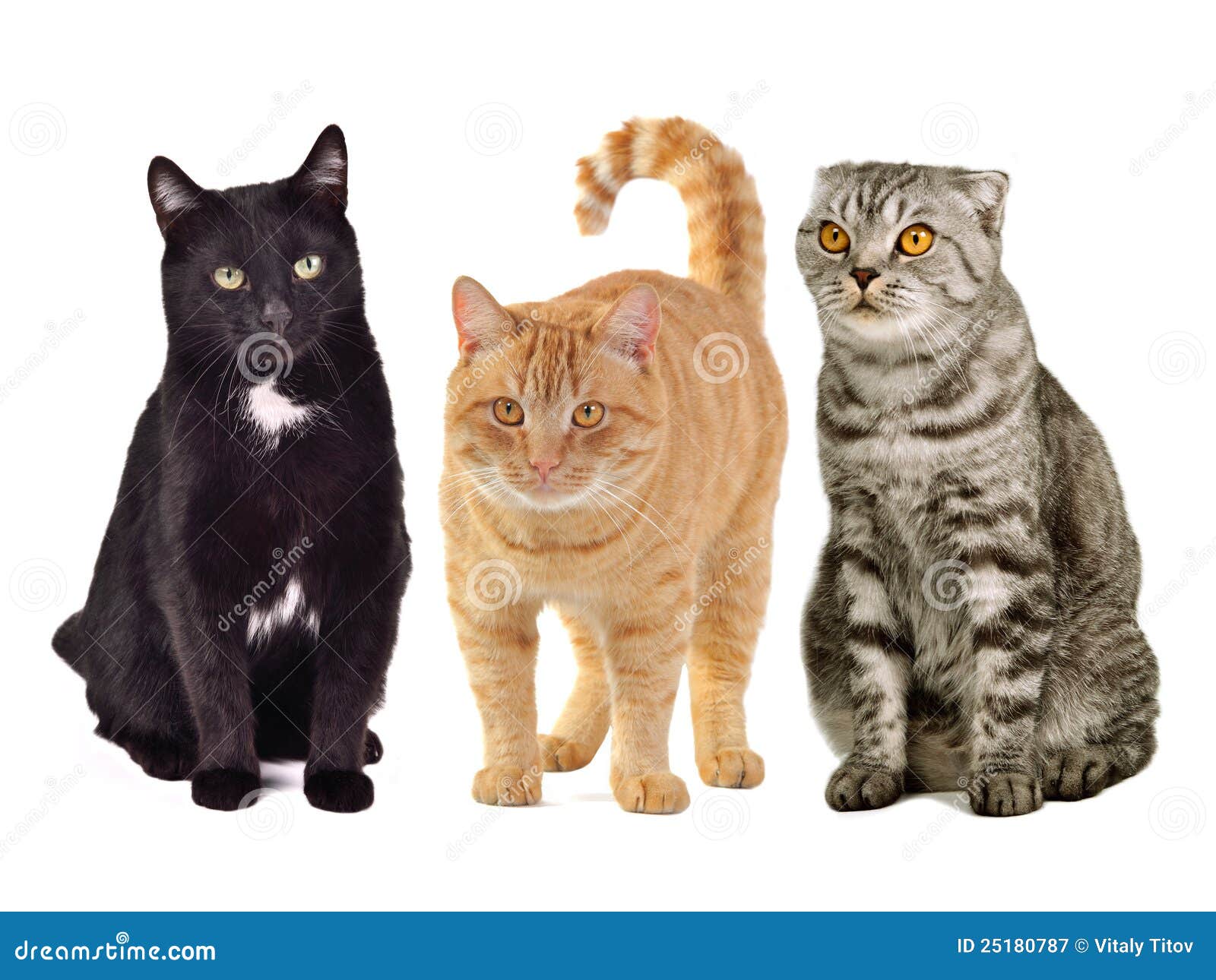 Tre gatti insieme immagine stock. Immagine di felino - 25180787