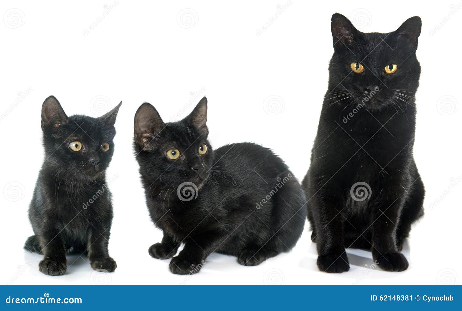 Tre gatti neri immagine stock. Immagine di sfondo, gattino - 62148381