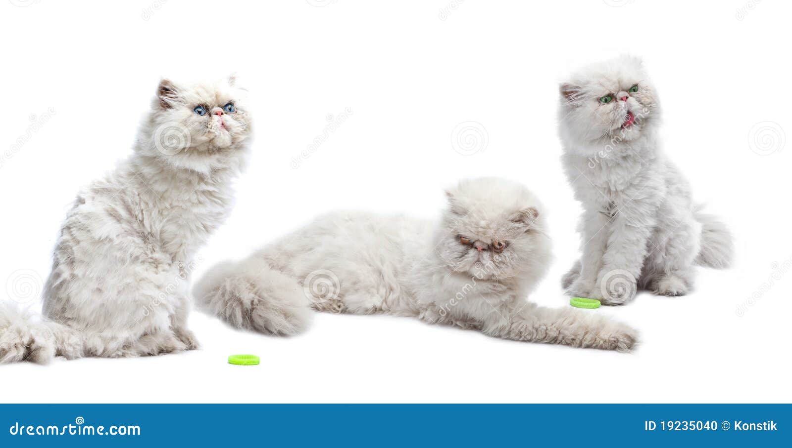 Tre gatti persiani bianchi fotografia stock. Immagine di faccia - 19235040