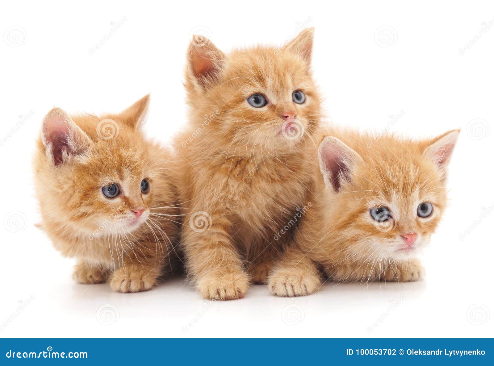 Tre gatti rossi fotografia stock. Immagine di affidabilità - 100053702