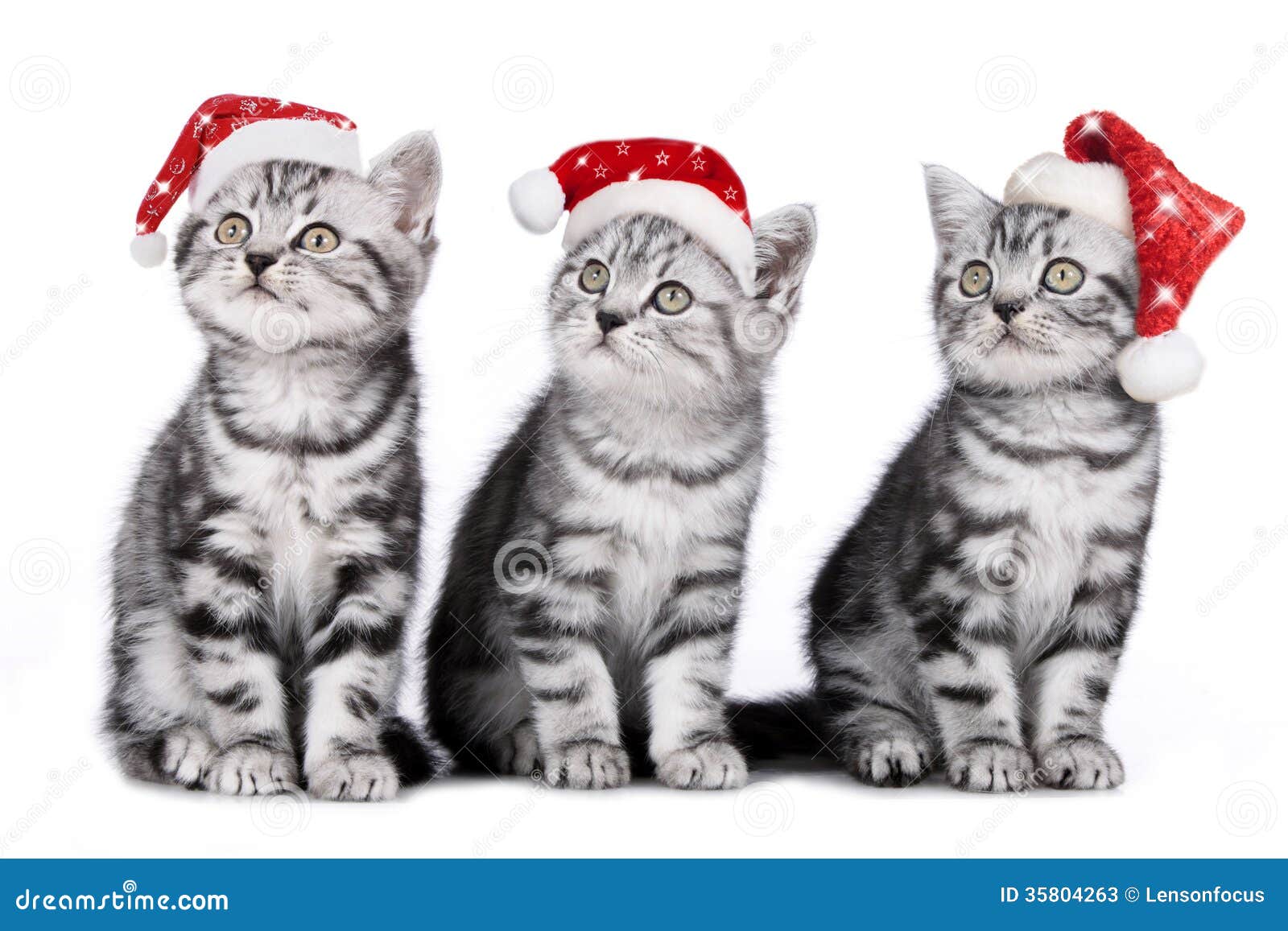 Tre gatti su natale immagine stock. Immagine di pets - 35804263