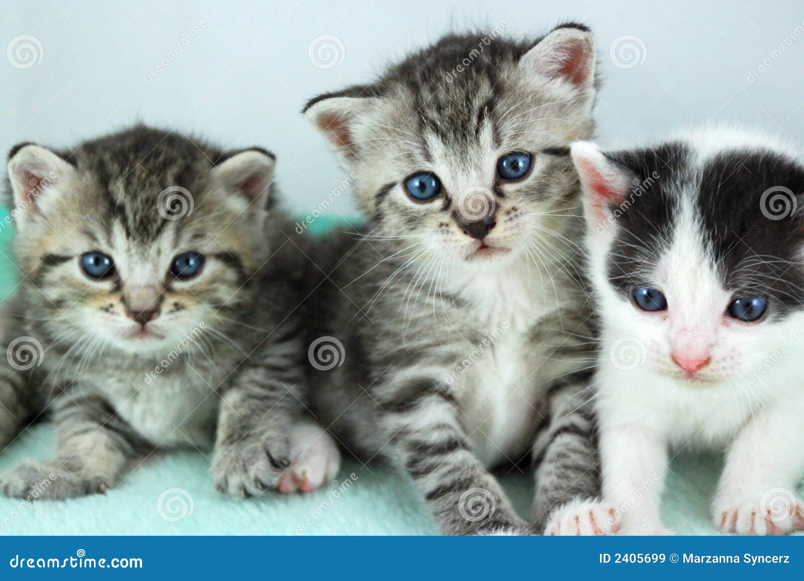 Tre gattini immagine stock. Immagine di pets, gatti, largamente - 2405699