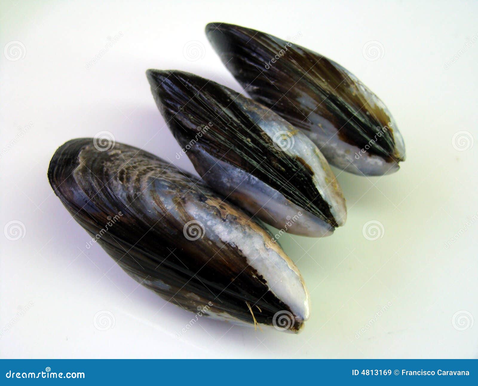 Tre Mitili Selvaggi Freschi Immagine Stock - Immagine di acqua, pranzo ...