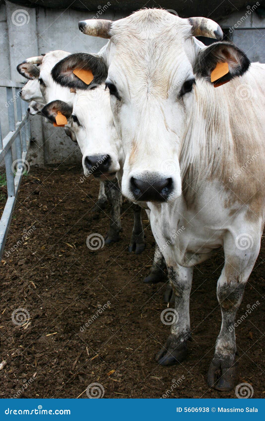 Tre mucche fotografia stock. Immagine di fattoria, vitello - 5606938