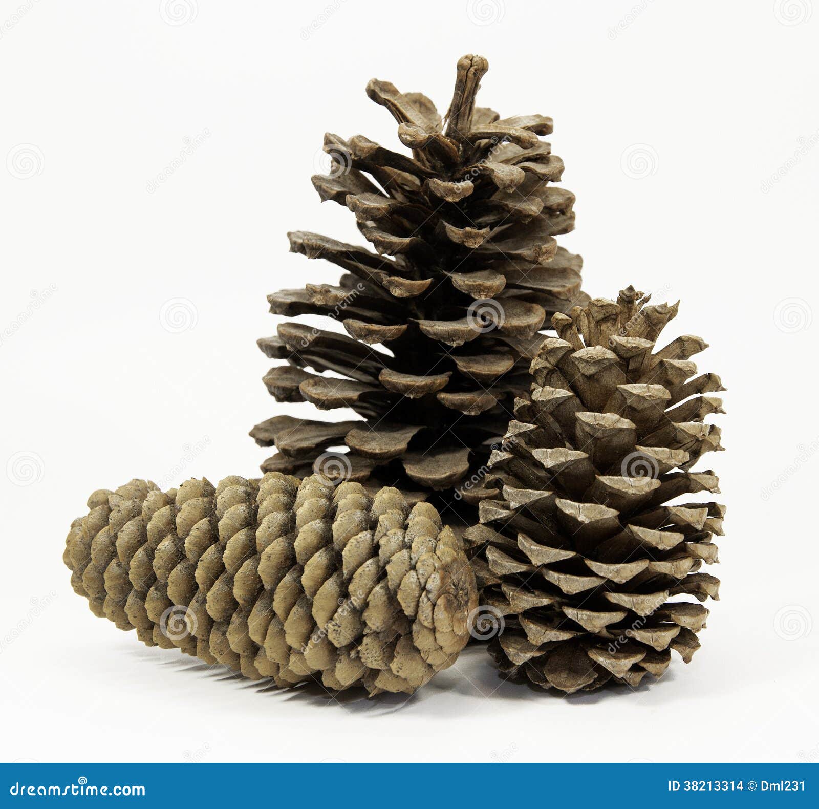 Tre pigne fotografia stock. Immagine di disegno, conifero - 38213314